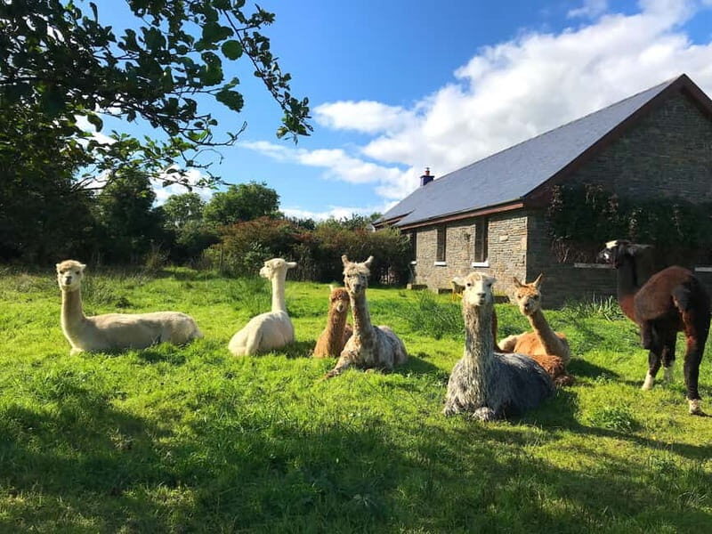 Loop Head: Alpaca Experience with Walk and Wool Spinning - Key Points