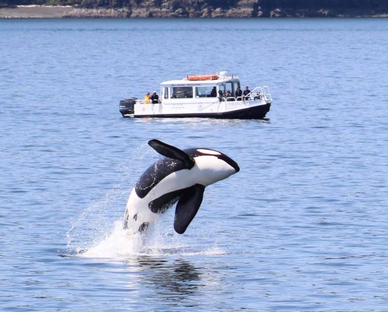 Lopez Island: Whale & Orca Boat Tour - The Value of a Knowledgeable Guide