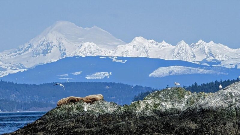 Lopez Island: Whale & Orca Boat Tour - Practical Considerations for Travelers