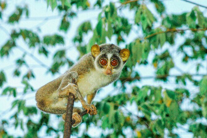 Loris Watching from Sigiriya - FAQ