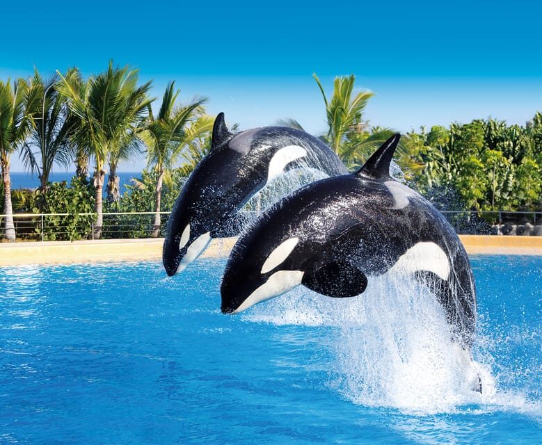 Loro Parque and Siam Park Combined Admission Tickets - The Essentials: What You Can Expect