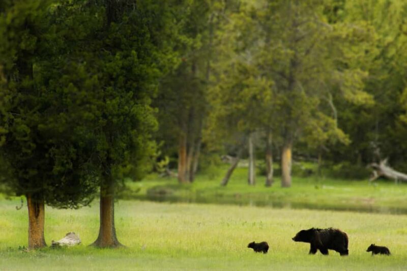 Los Angeles: 8-Day Antelope and Yellowstone Tour - The Itinerary Breakdown: What to Expect