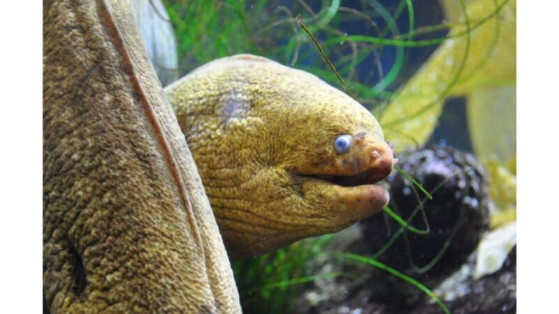 Los Angeles: Heal The Bay Aquarium in Santa Monica - What Makes Heal The Bay Aquarium Special?