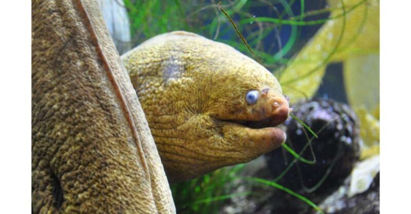 Los Angeles: Heal The Bay Aquarium in Santa Monica - Why the Experience Appeals