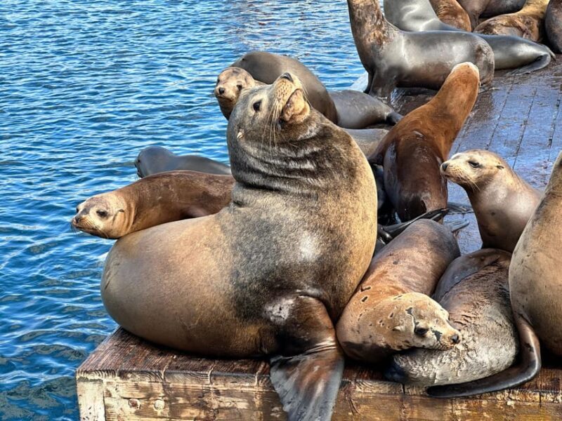 Los Angeles: Redondo Beach Glass Bottom Boat Cruise - Who Will Love This Tour?