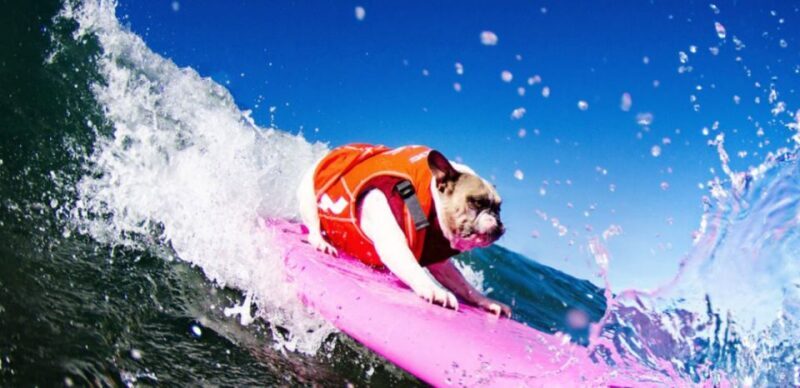 Los Angeles: Surfing Lesson in Venice Beach - Gear and Equipment