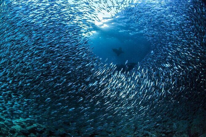 Los Cabos 1 tank dive to Lands End (Certified Divers) - The Sum Up