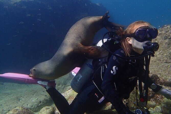 Los Cabos 1 tank dive to Lands End (Certified Divers) - FAQ