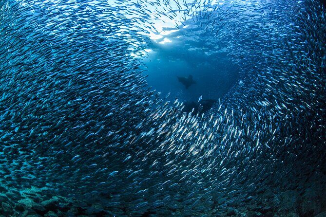 Los Cabos 2 tanks dive to The Corridor (Certified divers) - Introduction: Why Consider This Cabo Scuba Tour?