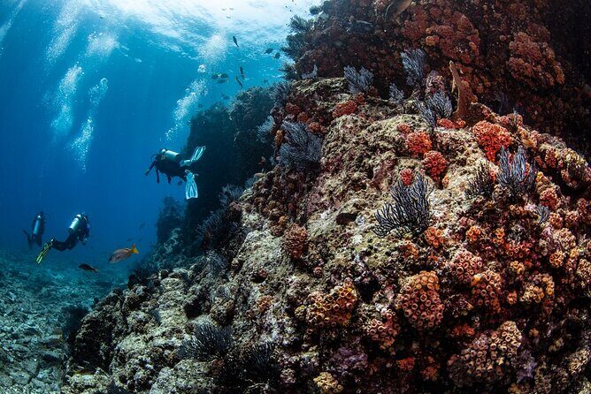 Los Cabos 2 tanks dive to The Corridor (Certified divers) - FAQ: Quick Questions About the Cabo Scuba Experience