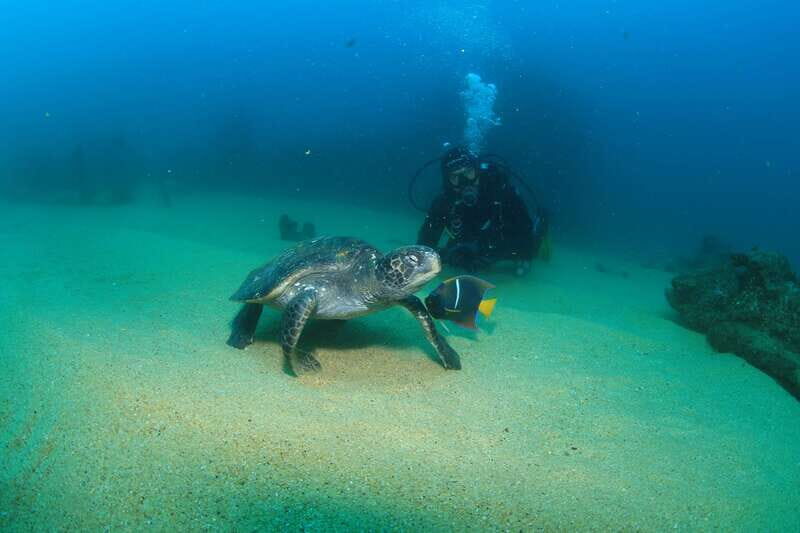 Los Cabos 3-Hour Certified Scuba Diving Tour - Introduction