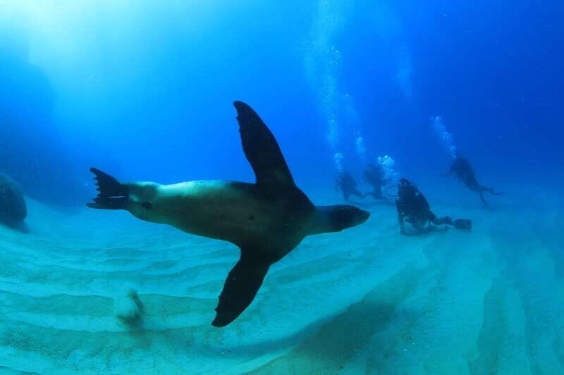 Los Cabos 3-Hour Certified Scuba Diving Tour - Key Points