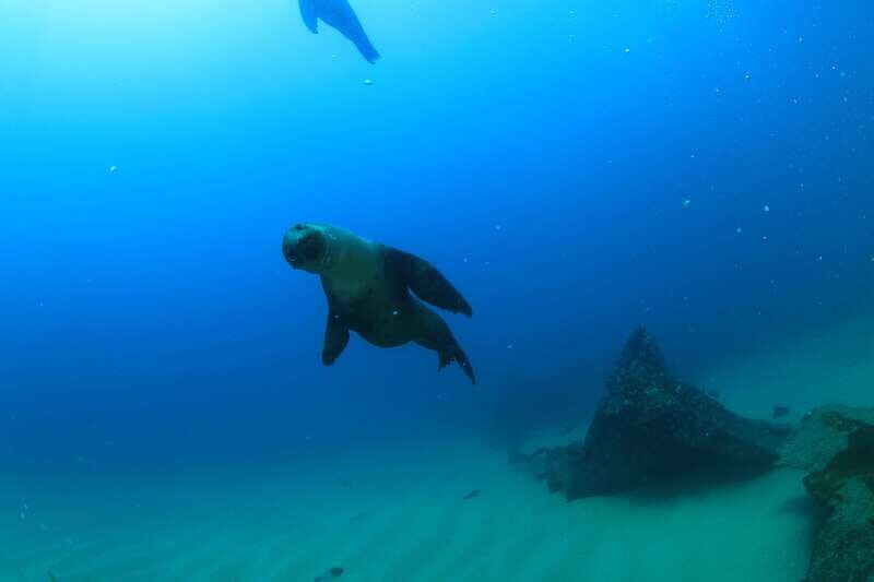 Los Cabos 3-Hour Certified Scuba Diving Tour - The Sum Up