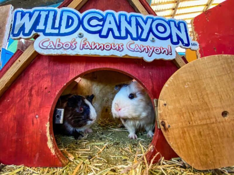 Los Cabos: Animal Encounter & Aqua Park Adventure - Practical Tips for Visitors