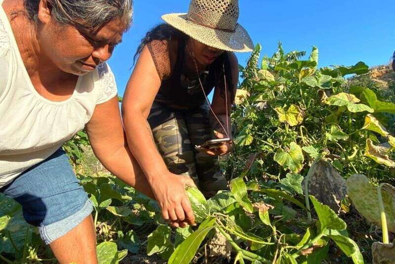 Los Cabos: Azteca Cactus Taco Farm to Table Cooking Class - Key Points