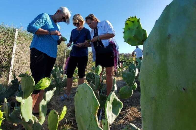 Los Cabos: Azteca Cactus Taco Farm to Table Cooking Class - Final Thoughts