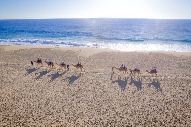 Los Cabos Camel Ride and Tequila Tasting Experience - What to Expect from the Tour