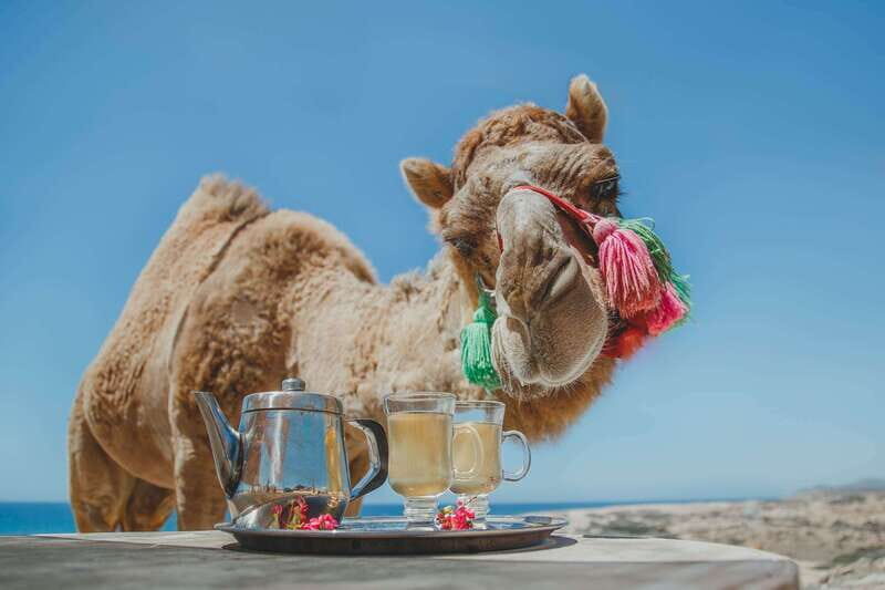 Los Cabos: Camel Ride Safari with Lunch and Tequila Tasting - How This Tour Stacks Up in Value