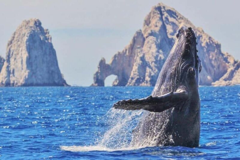Los Cabos: Catamaran Whale Watching Cruise - What to Expect from the Whale Watching Experience