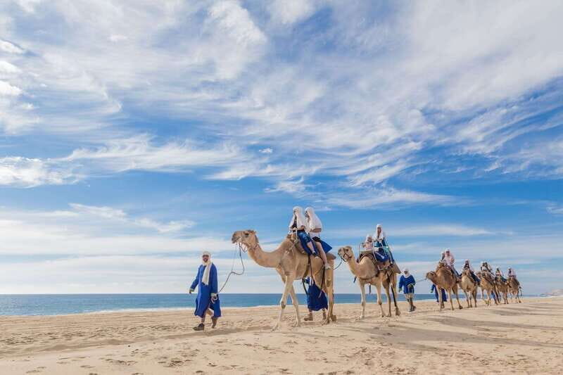 Los Cabos: Desert & Sea Camel Safari Tour with Lunch - What Reviewers Say: Props & Pitfalls