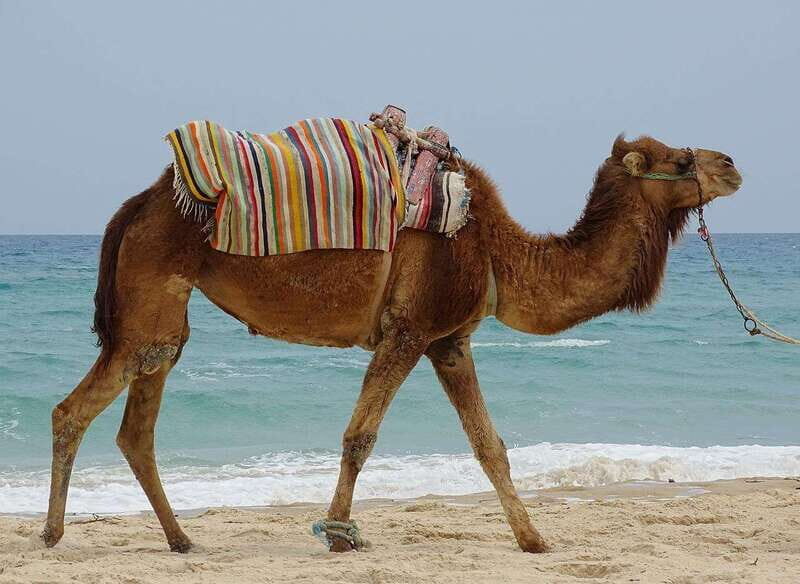 Los Cabos: Desert & Sea Camel Safari Tour with Lunch - The Sum Up
