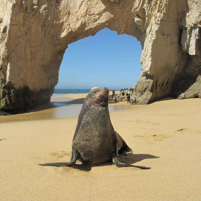 Los Cabos: Glass Bottom Kayak and Snorkel Tour at the Arch - What to Bring and What Not to Bring