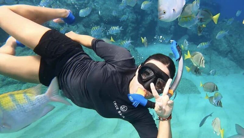 Los Cabos: Guided Snorkeling Tour with Transportation - Key Points