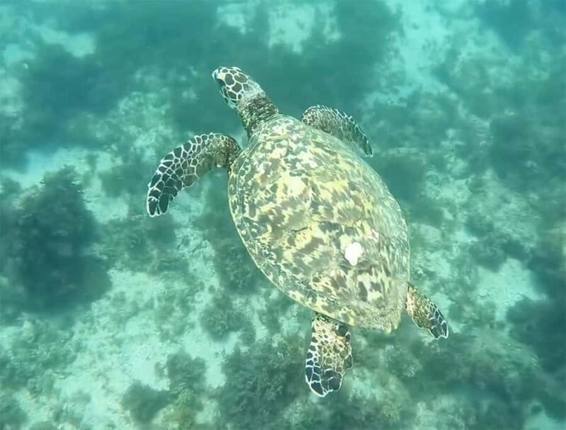 Los Cabos: Guided Snorkeling Tour with Transportation - A Detailed Look at the Itinerary and Experience