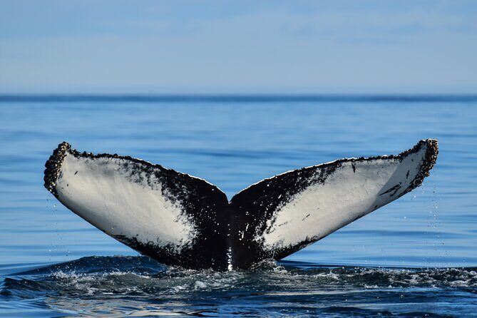 Los Cabos Humpback Whale: 10-Hour Tour 3 Hours of Whale Watching - Who Will Love This Tour?
