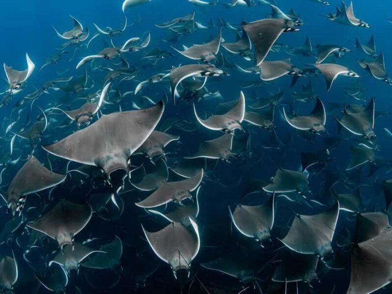 Los Cabos: Ocean Safari Snorkeling and Freediving Tour - Exploring the Los Cabos: Ocean Safari Snorkeling and Freediving Tour