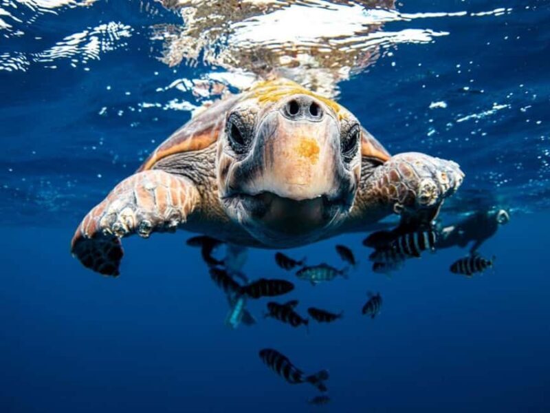 Los Cabos: Ocean Safari Snorkeling and Freediving Tour - A Deep Dive into the Experience