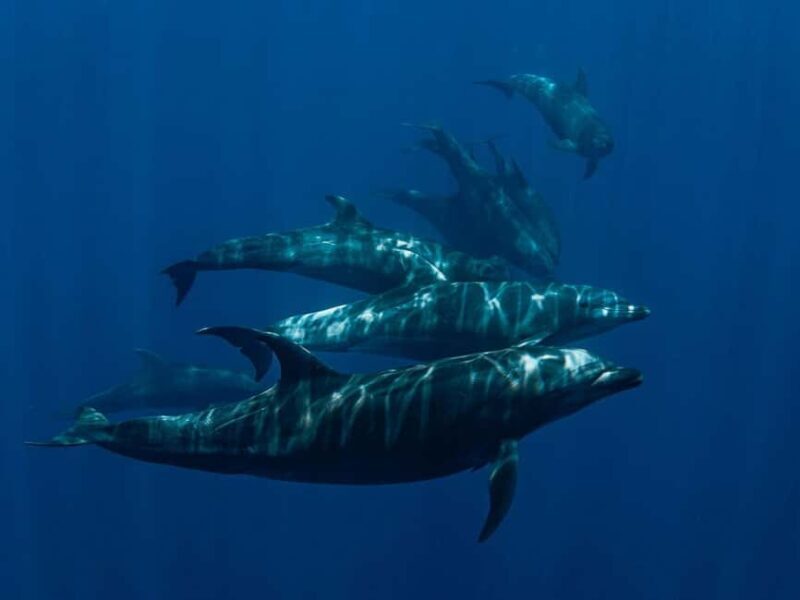 Los Cabos: Ocean Safari Snorkeling and Freediving Tour - Who Will Love This Tour?