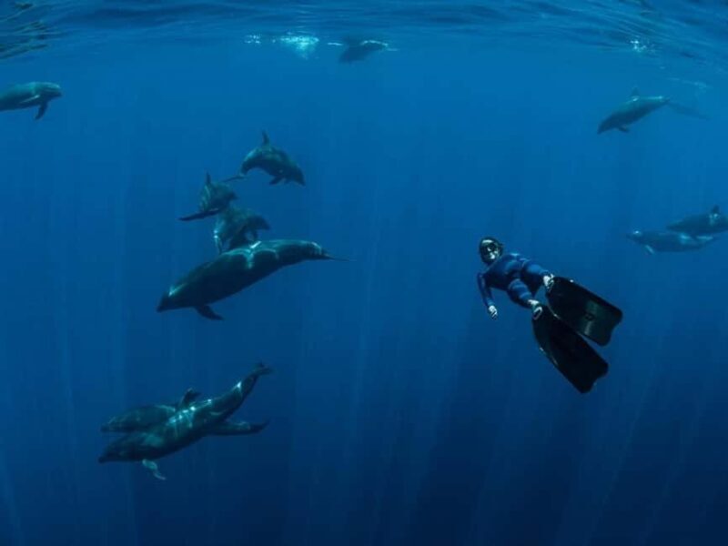 Los Cabos: Ocean Safari Snorkeling and Freediving Tour - FAQ
