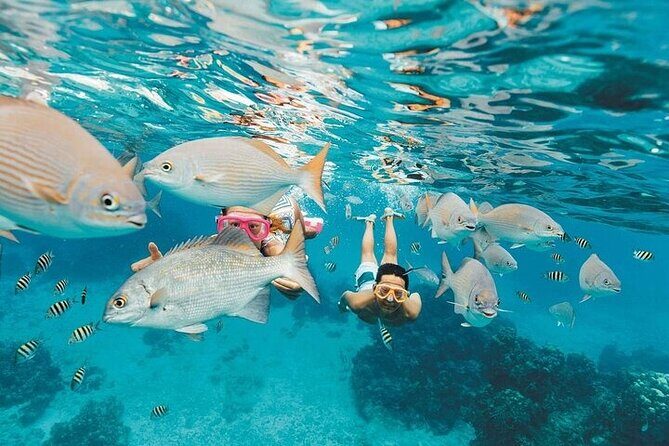 Los Cabos Platinum Snorkel Experience - The Bottom Line