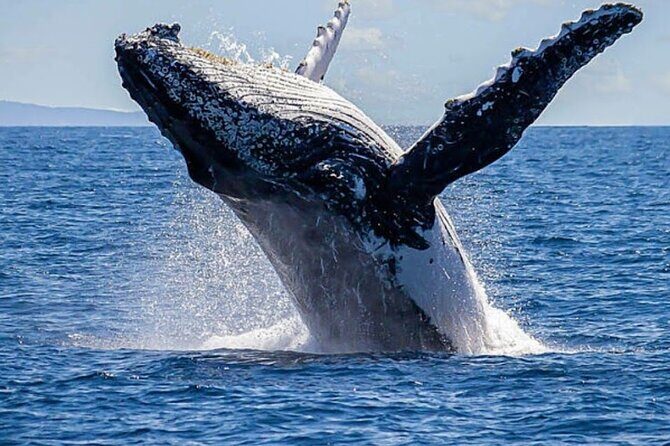 Los Cabos Private Yacht Whale Watching Tour, Snorkel and Drinks - An In-Depth Look at the Experience