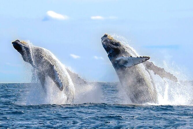 Los Cabos Private Yacht Whale Watching Tour, Snorkel and Drinks - The Sum Up: A Thoughtful Choice for Adventure and Privacy