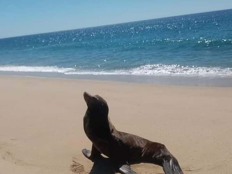 Los Cabos: Santa Maria & Chileno Bay Snorkel Adventure - FAQ