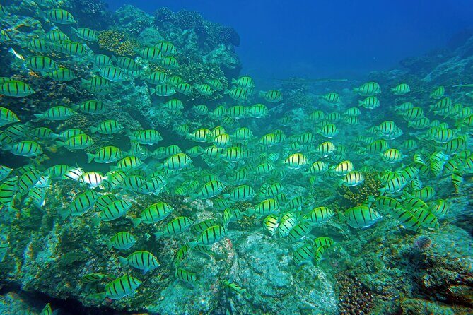 Los Cabos Snorkeling Tour by Speed Boat with Photos Included - An In-Depth Look at the Tour Experience