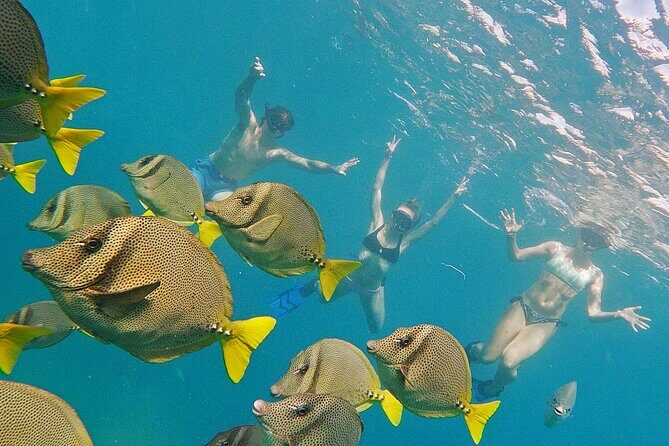 Los Cabos Snorkeling Tour by Speed Boat with Photos Included - FAQs