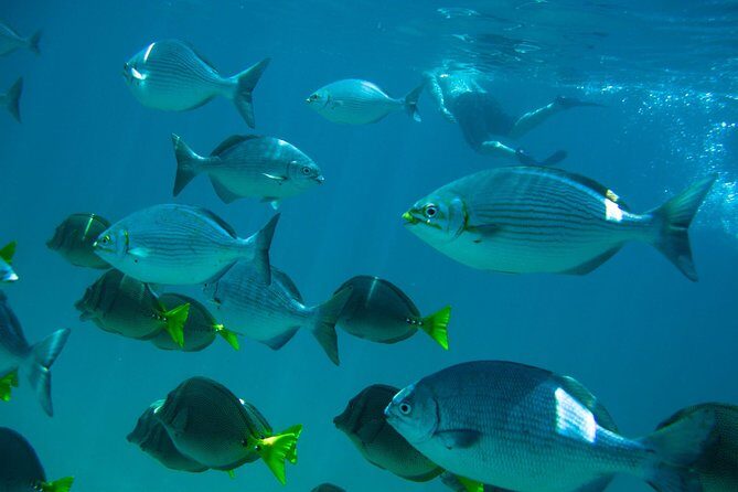 Los Cabos Snorkeling Tour to Chileno Bay and Santa Maria Cove - Who Should Consider This Tour?