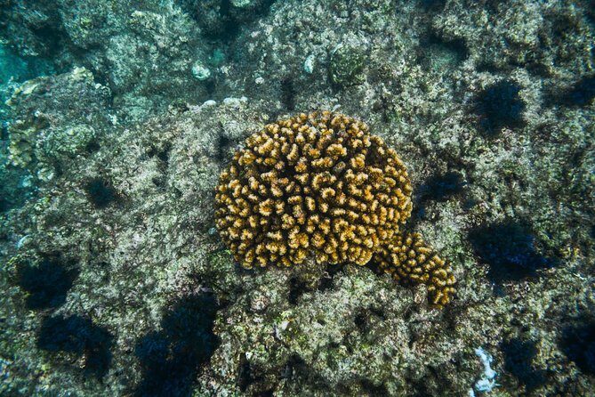 Los Cabos Snorkeling Tour to Chileno Bay and Santa Maria Cove - The Final Verdict: Is This Snorkeling Tour Worth It?