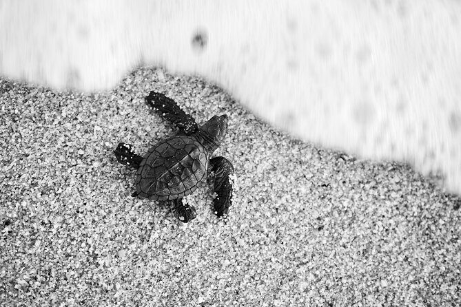 Los Cabos turtle release conservation program - Overview and First Impressions of the Tour