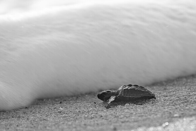 Los Cabos turtle release conservation program - Detailed Breakdown of the Itinerary