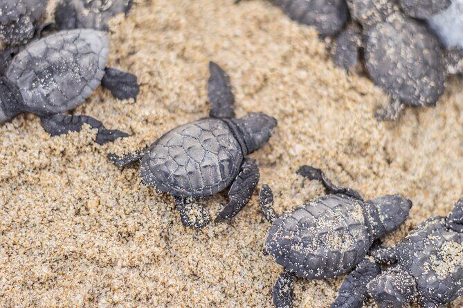 Los Cabos turtle release conservation program - The Sum Up: Who Should Consider This Tour?