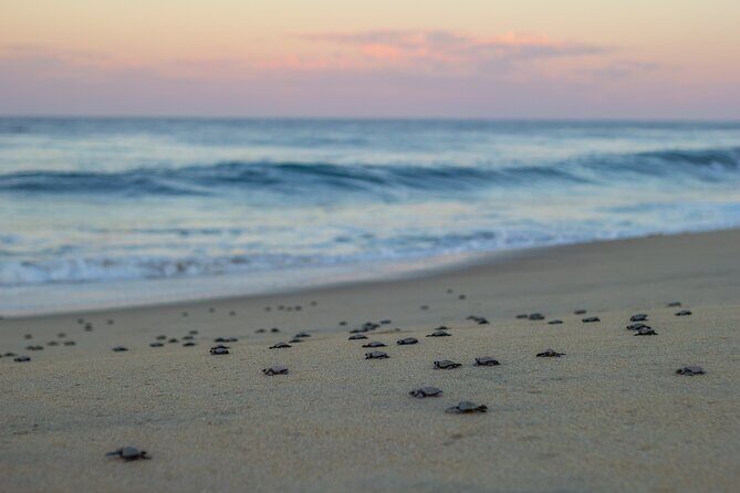 Los Cabos turtle release conservation program - FAQs