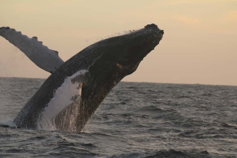 Los Cabos: Whale Watching and Safari - Los Cabos: Whale Watching and Safari — A Practical Look