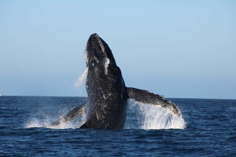 Los Cabos: Whale Watching and Safari - The Itinerary: What to Expect on Your Whale Watching Adventure