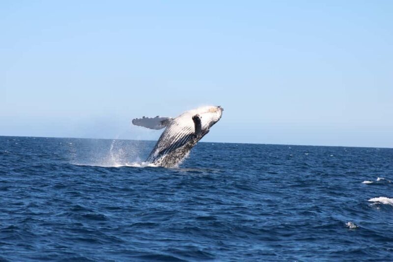 Los Cabos: Whale Watching and Safari - The Experience from Start to Finish