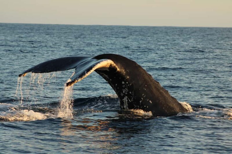 Los Cabos: Whale Watching and Safari - Who Should Consider This Tour?