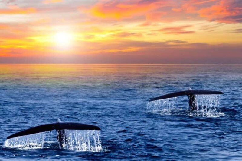 Los Cabos: Whale Watching and Sunset Catamaran Cruise - Key Points